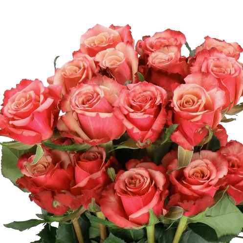 ROSE COLD BREW (ECUADOR LARGE HEADS) 50cm | Wholesale Dutch Flowers ...