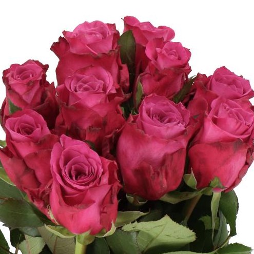 ROSE COOL BLUE 50cm | Wholesale Dutch Flowers & Florist Supplies UK