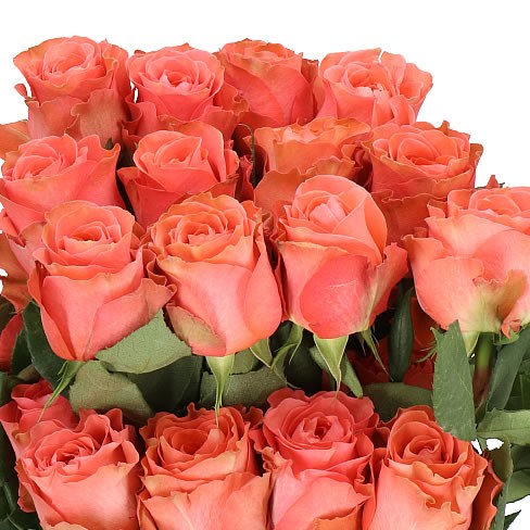 ROSE CORAL X-PRESSION (ECUADOR LARGE HEADSS) 50cm | Wholesale Dutch ...