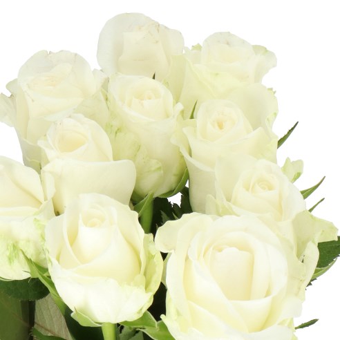 ROSE COUNTDOWN 60cm | Wholesale Dutch Flowers & Florist Supplies UK