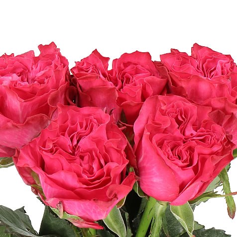 ROSE COUNTRY BLUES (ECUADOR LARGE HEADS) 50cm | Wholesale Dutch Flowers ...