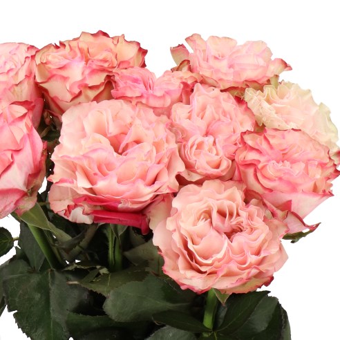 ROSE COUNTRY SPIRIT CANDY 50cm | Wholesale Dutch Flowers & Florist ...
