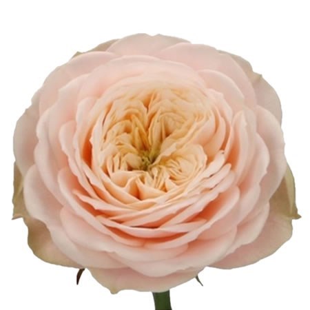 ROSE DARLINGTON 50cm | Wholesale Dutch Flowers & Florist Supplies UK