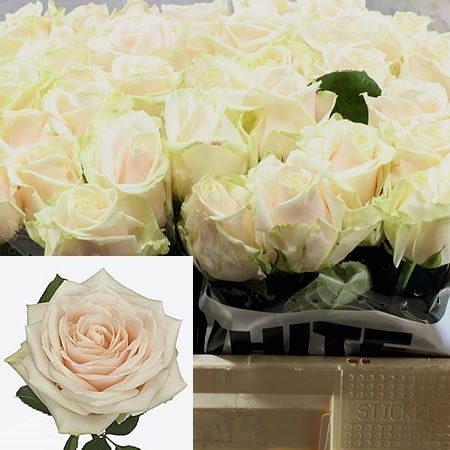 Rose Dorchester 60cm Wholesale Dutch Flowers Florist Supplies Uk