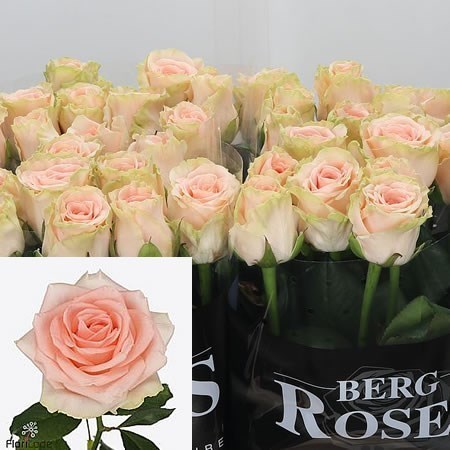 ROSE DORIS DAY 70cm | Wholesale Dutch Flowers & Florist Supplies UK