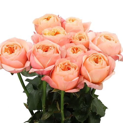 ROSE DORSET 70cm | Wholesale Dutch Flowers & Florist Supplies UK