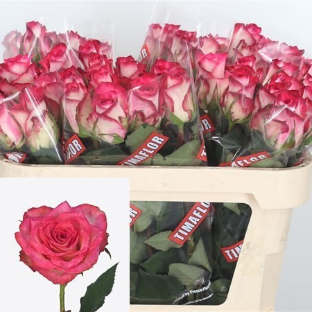ROSE DOUBLE DATE 60cm | Wholesale Dutch Flowers & Florist Supplies UK