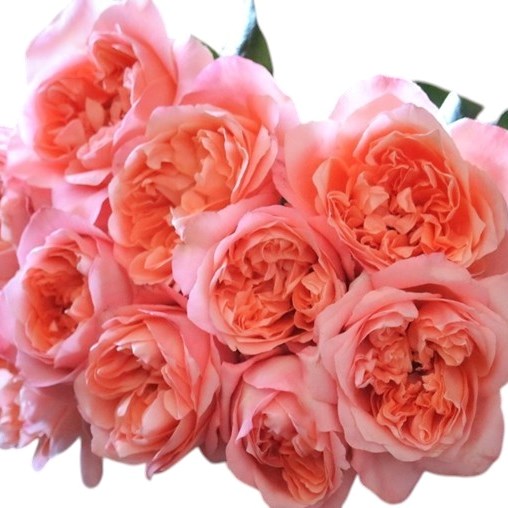 ROSE DRAGONFLY (ECUADOR LARGE HEADS) 60cm | Wholesale Dutch Flowers ...