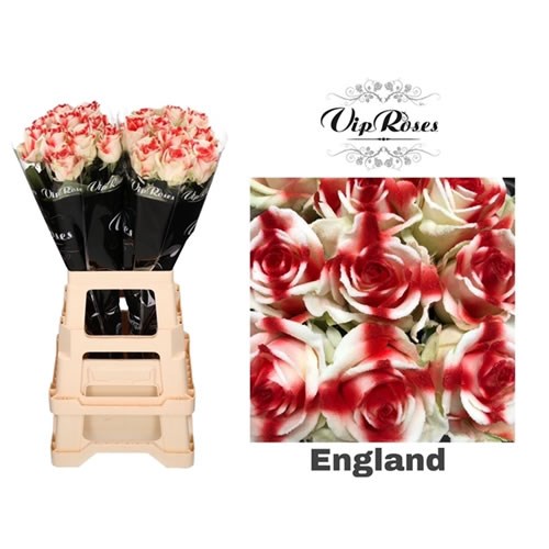 ROSE DYED ENGLAND FLAG 70cm | Wholesale Dutch Flowers & Florist Supplies UK