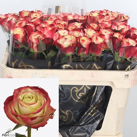 ROSE EAGLE EYE (SMALL HEADED) 40cm | Wholesale Dutch Flowers & Florist ...