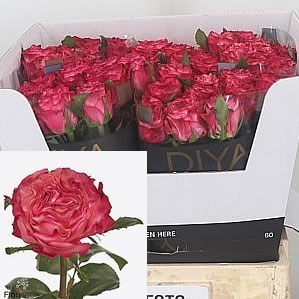 ROSE ENCHANTMENT 60cm | Wholesale Dutch Flowers & Florist Supplies UK