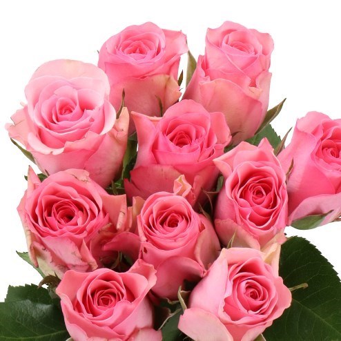 ROSE EUPHORIA (SMALL HEADS) 40cm | Wholesale Dutch Flowers & Florist ...