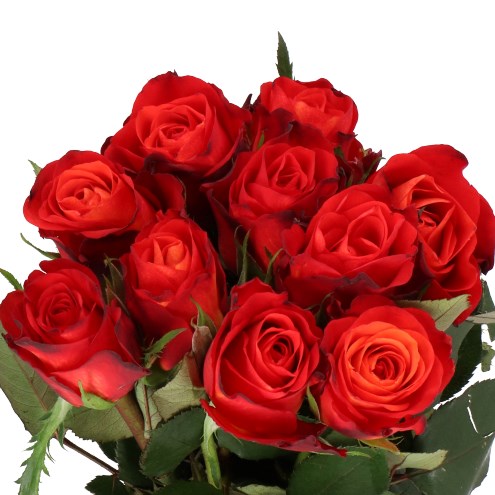 ROSE FIORELLA (V SMALL) 40cm | Wholesale Dutch Flowers & Florist ...