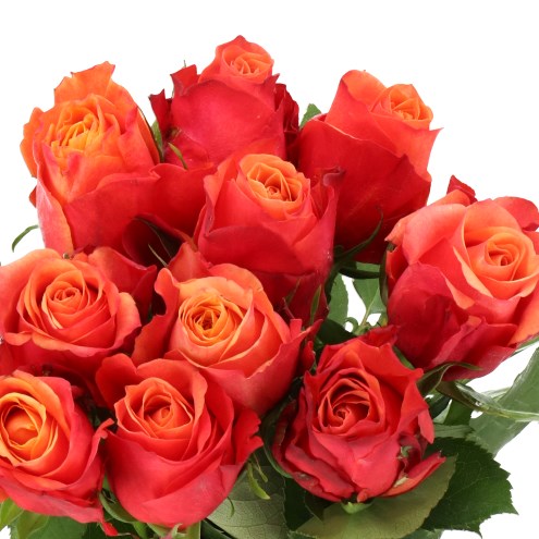 ROSE FIRELIGHT 50cm | Wholesale Dutch Flowers & Florist Supplies UK