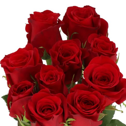 ROSE FREEDOM (ECUADOR LARGE HEADS) 50cm | Wholesale Dutch Flowers ...