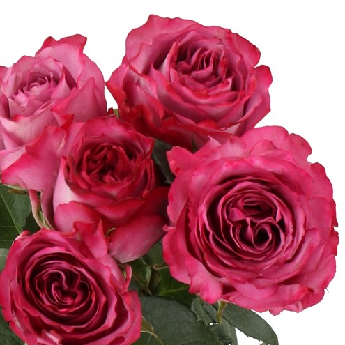 ROSE GARCIA 60cm | Wholesale Dutch Flowers & Florist Supplies UK