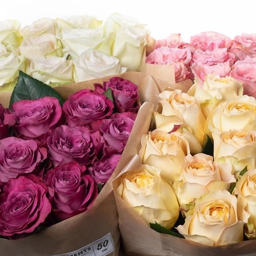 Garden ROSE GARDEN ALEXANDRA MIX (COLS MAY VARY) 50cm | Wholesale Dutch ...