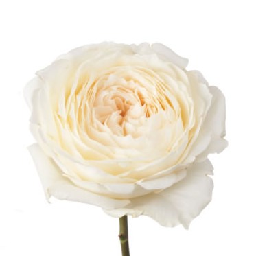 ROSE GARDEN INNOCENT 50cm | Wholesale Dutch Flowers & Florist Supplies UK