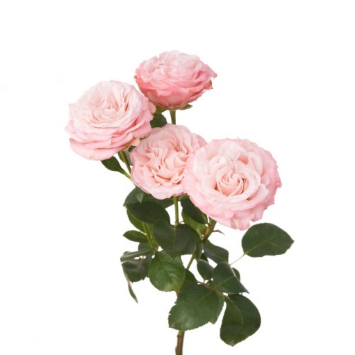 ROSE GARDEN MADAM BOMBASTIC (SPRAY) 50cm | Wholesale Dutch Flowers ...