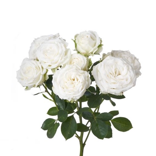ROSE GARDEN MISS BOMBASTIC (SPRAY) 50cm | Wholesale Dutch Flowers ...