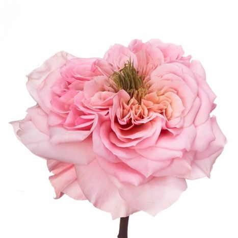 ROSE GARDEN WABARA MIKOTO 50cm | Wholesale Dutch Flowers & Florist ...