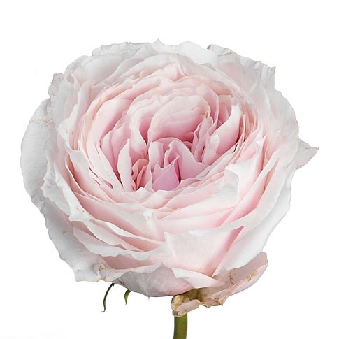 Garden ROSE GARDEN WABARA TSUMUGI 50cm | Wholesale Dutch Flowers ...