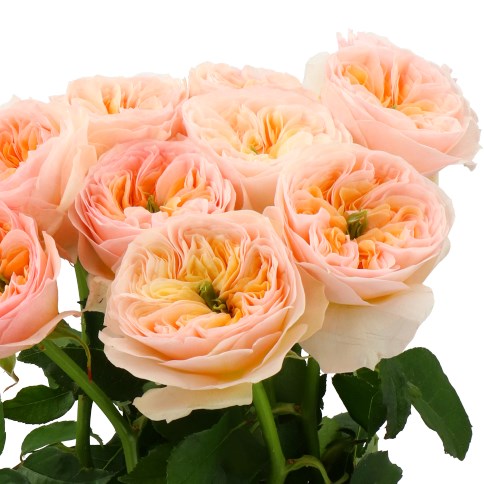 ROSE GEORGINA GARDENS 50cm | Wholesale Dutch Flowers & Florist Supplies UK
