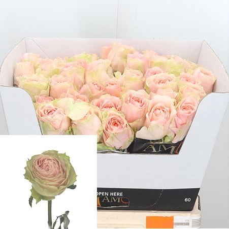 ROSE GRAVITY 60cm | Wholesale Dutch Flowers & Florist Supplies UK
