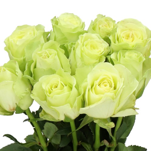 ROSE GREEN GENERATION 50cm | Wholesale Dutch Flowers & Florist Supplies UK