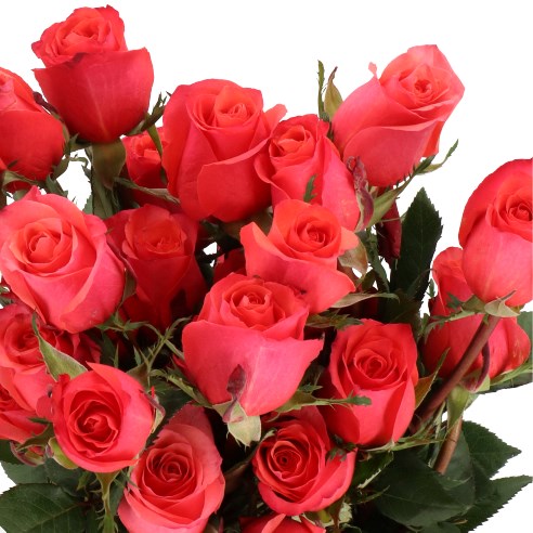 ROSE HARD ROCK (ECUADOR LARGE HEADS) 60cm | Wholesale Dutch Flowers ...
