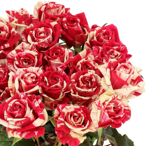 ROSE HARLEQUIN 70cm | Wholesale Dutch Flowers & Florist Supplies UK