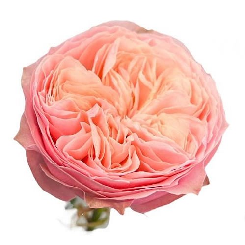 ROSE HARPER 60cm | Wholesale Dutch Flowers & Florist Supplies UK