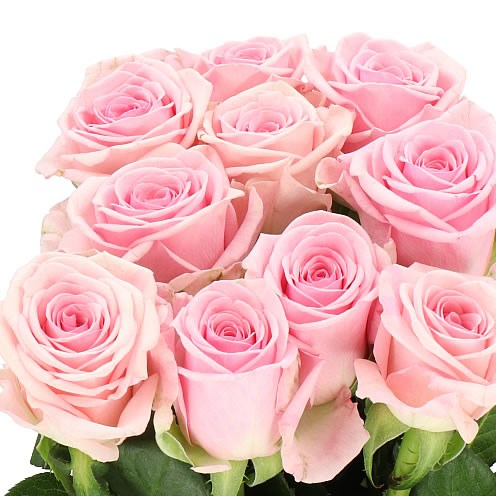 ROSE HEAVEN (SMALL HEADS) 40cm | Wholesale Dutch Flowers & Florist ...