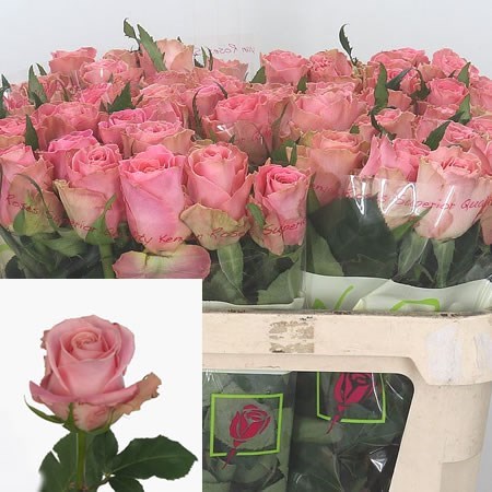 ROSE HERMOSA 50cm | Wholesale Dutch Flowers & Florist Supplies UK