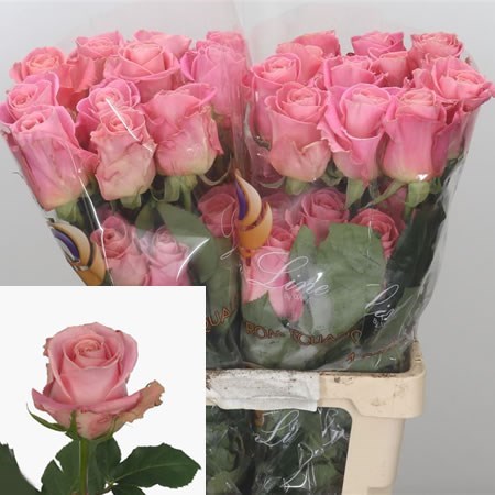ROSE HERMOSA (ECUADOR) 50cm | Wholesale Dutch Flowers & Florist Supplies UK