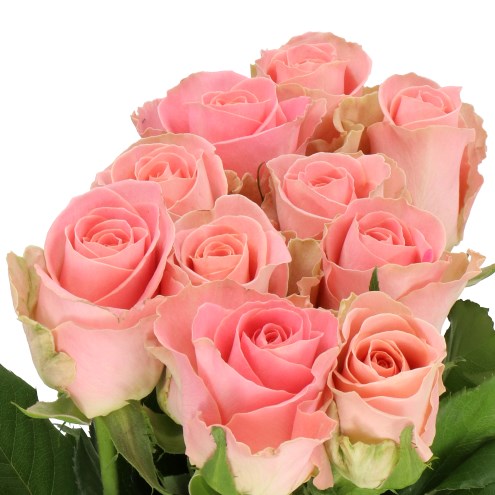 ROSE HERMOSA (SMALL HEADED) 40cm | Wholesale Dutch Flowers & Florist ...