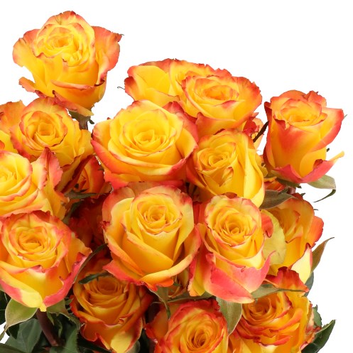 ROSE HIGH & MAGIC YELLOW (ECUADOR LARGE HEADS) 60cm | Wholesale Dutch ...