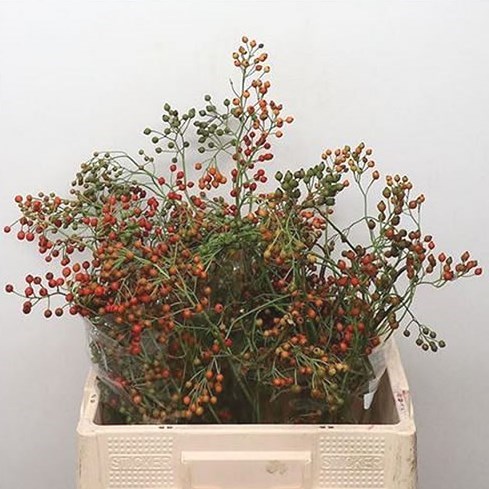 ROSE HIPS CORALLO ERECTA 60cm | Wholesale Dutch Flowers Direct ...