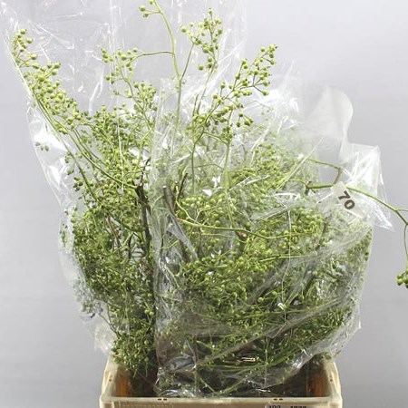 ROSE HIPS CORALLO ERECTA GREEN 120cm | Wholesale Dutch Flowers Direct ...