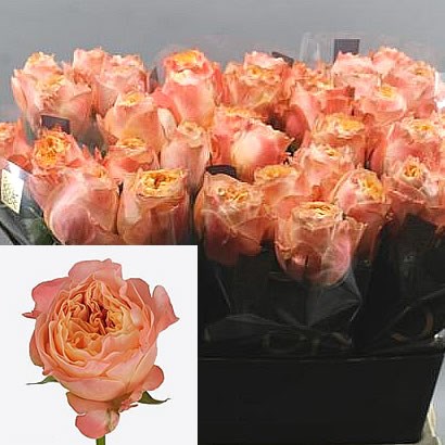 ROSE IMAGINE 50cm | Wholesale Dutch Flowers & Florist Supplies UK