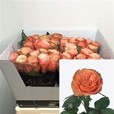 ROSE KAHALA 60cm | Wholesale Dutch Flowers & Florist Supplies UK