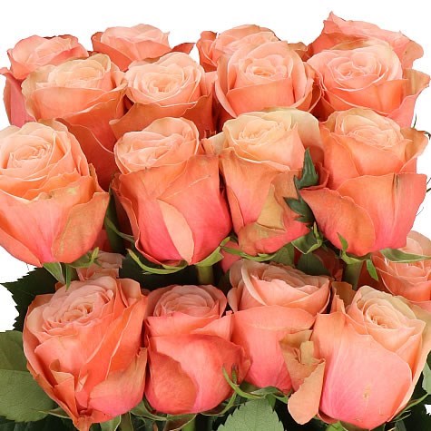 ROSE KAHALA (ECUADOR LARGE HEADS) 50cm | Wholesale Dutch Flowers ...