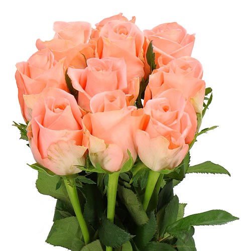 ROSE KISS 2U 50cm | Wholesale Dutch Flowers & Florist Supplies UK