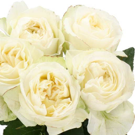 ROSE LADY LINDSEY 50cm | Wholesale Dutch Flowers & Florist Supplies UK