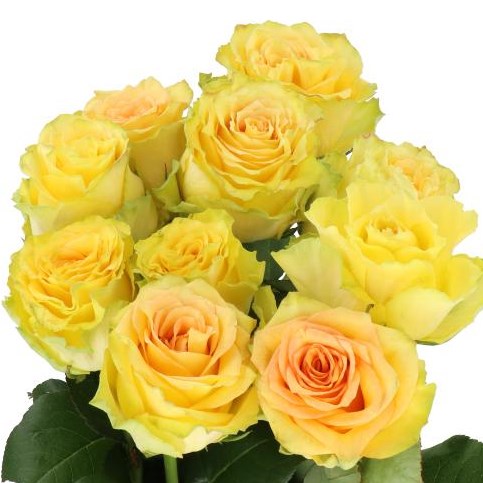ROSE LEMON FINESS 70cm | Wholesale Dutch Flowers & Florist Supplies UK