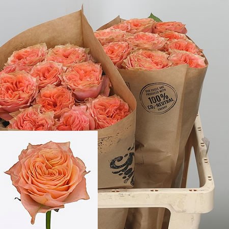 ROSE LIVING CORAL 60cm | Wholesale Dutch Flowers & Florist Supplies UK