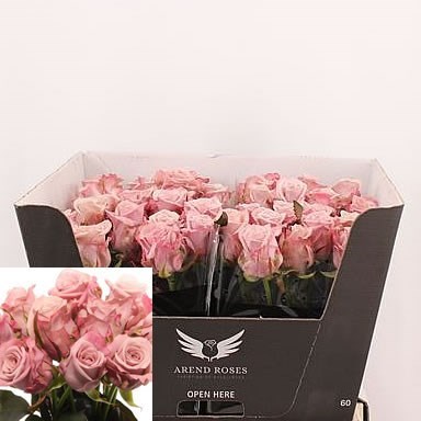 ROSE LOVELACE 60cm | Wholesale Dutch Flowers & Florist Supplies UK