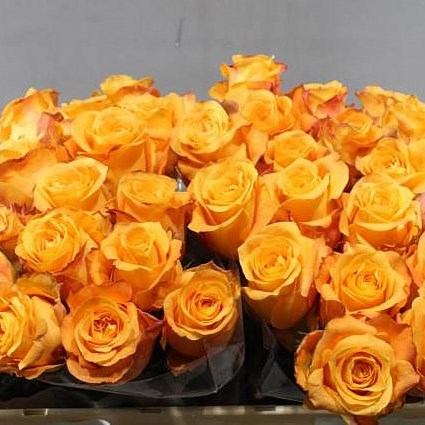 ROSE MALAGA 60cm | Wholesale Dutch Flowers & Florist Supplies UK