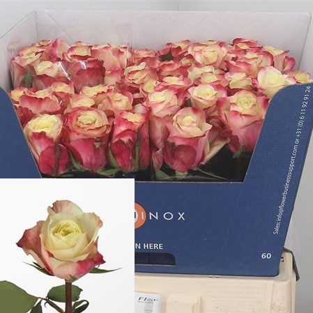 ROSE MAROSA 50cm | Wholesale Dutch Flowers & Florist Supplies UK