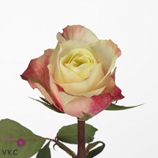 ROSE MAROSA 50cm | Wholesale Dutch Flowers & Florist Supplies UK